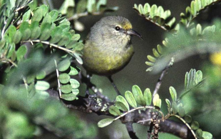 10 most Common Birds of Hawaii - ACTIVE MY HOME