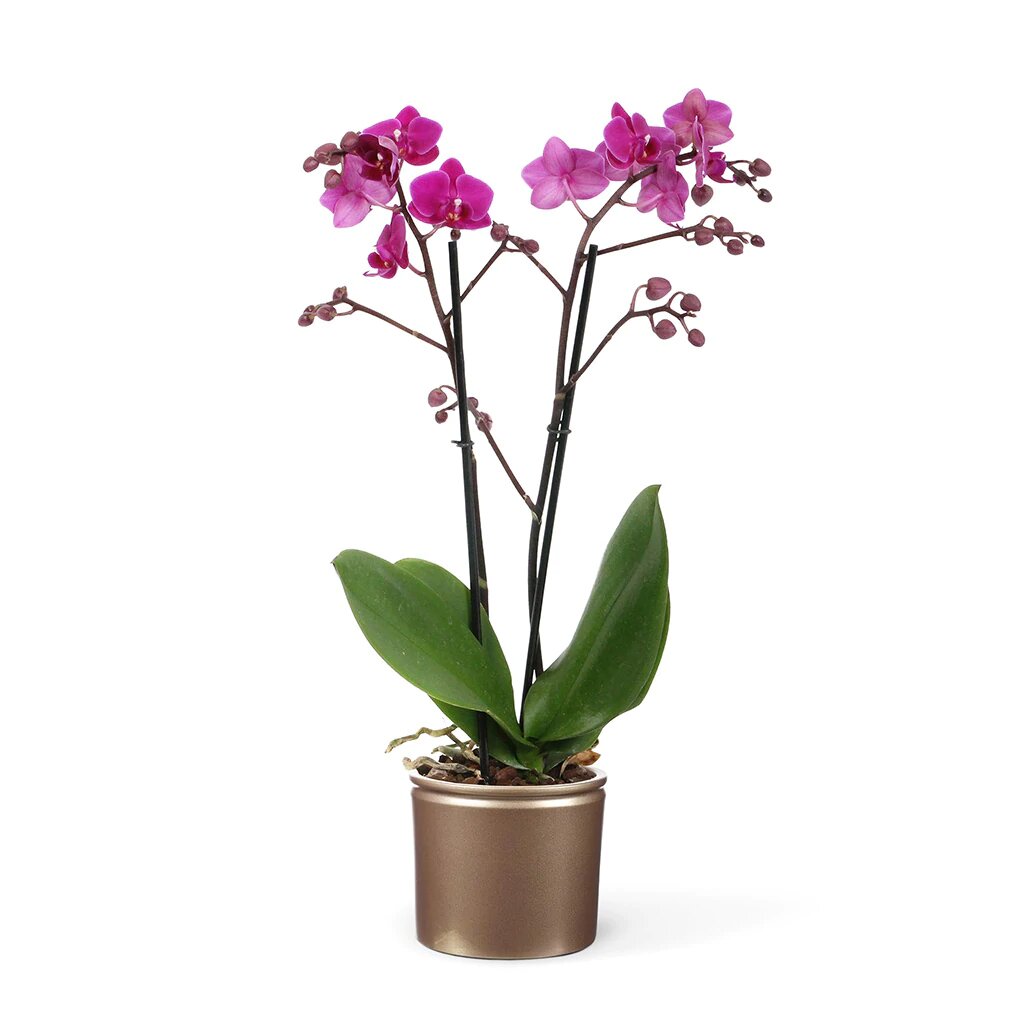 7 beautiful houseplants you can grow in your living room - ACTIVE MY HOME